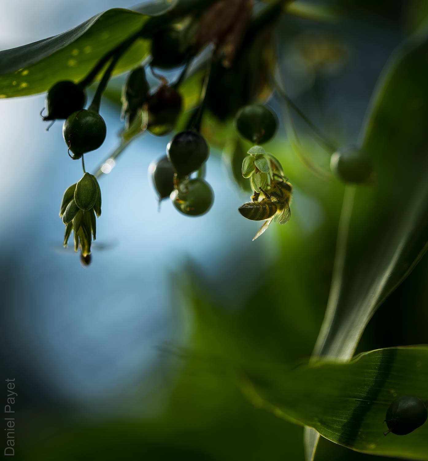 Daniel Payet photographie artiste peintre photographe d'art