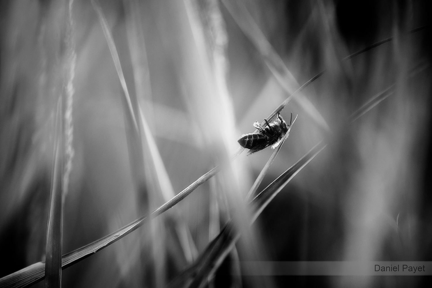 Daniel Payet photographie artiste peintre photographe d'art